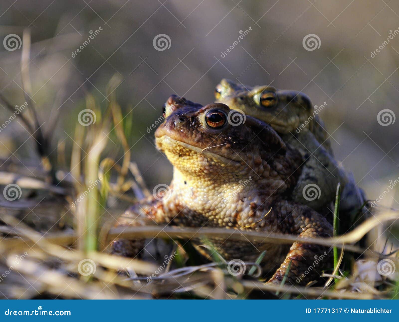 Toads stock image. Image of wildlife, land, outdoors - 17771317