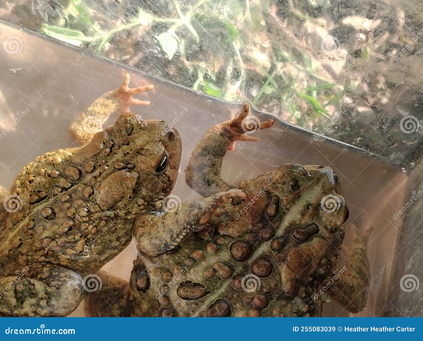Toads amphibians frogs stock image. Image of toads, snake - 255083039