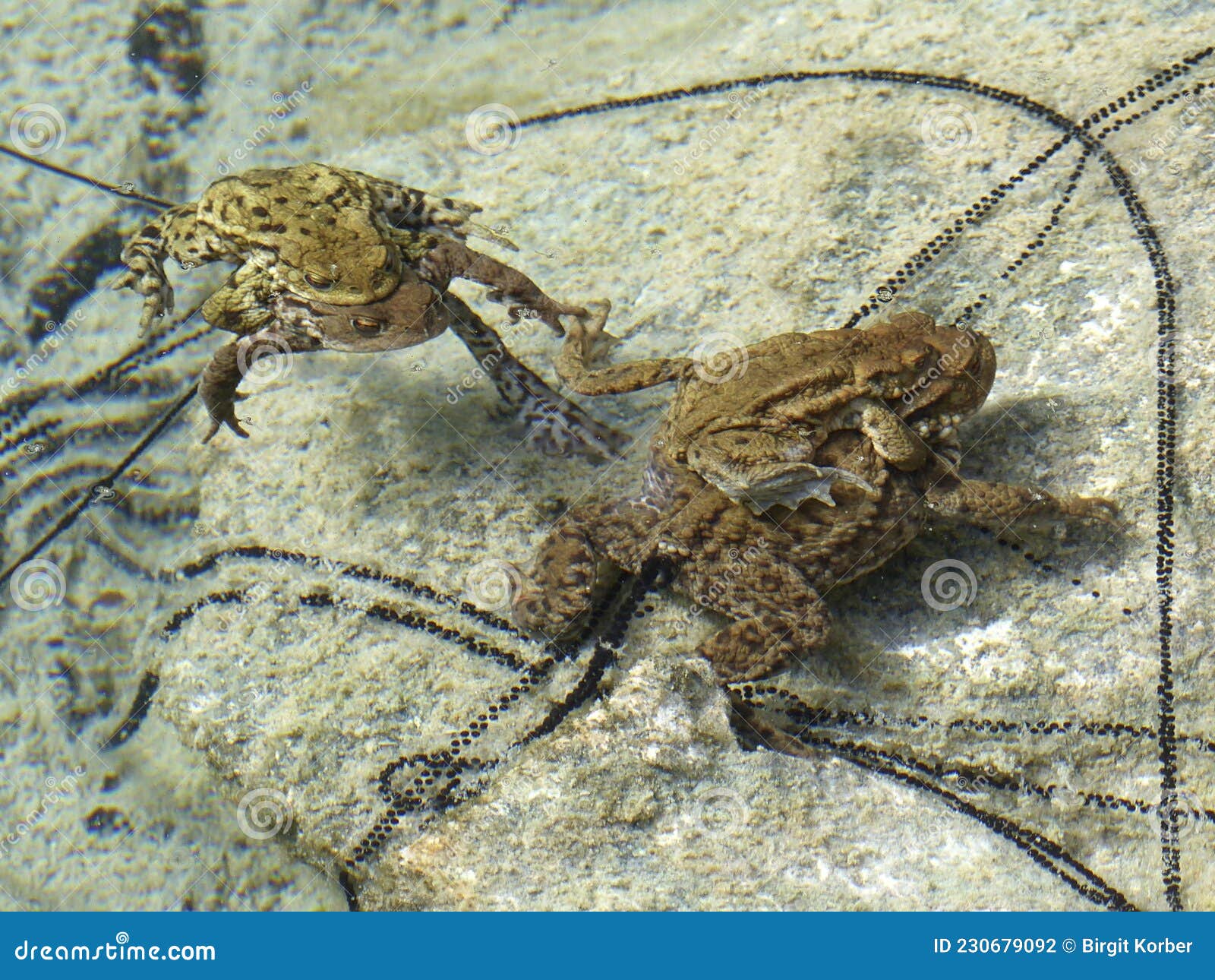 Toads with Babies Underwater Stock Photo - Image of ranidae, nature ...