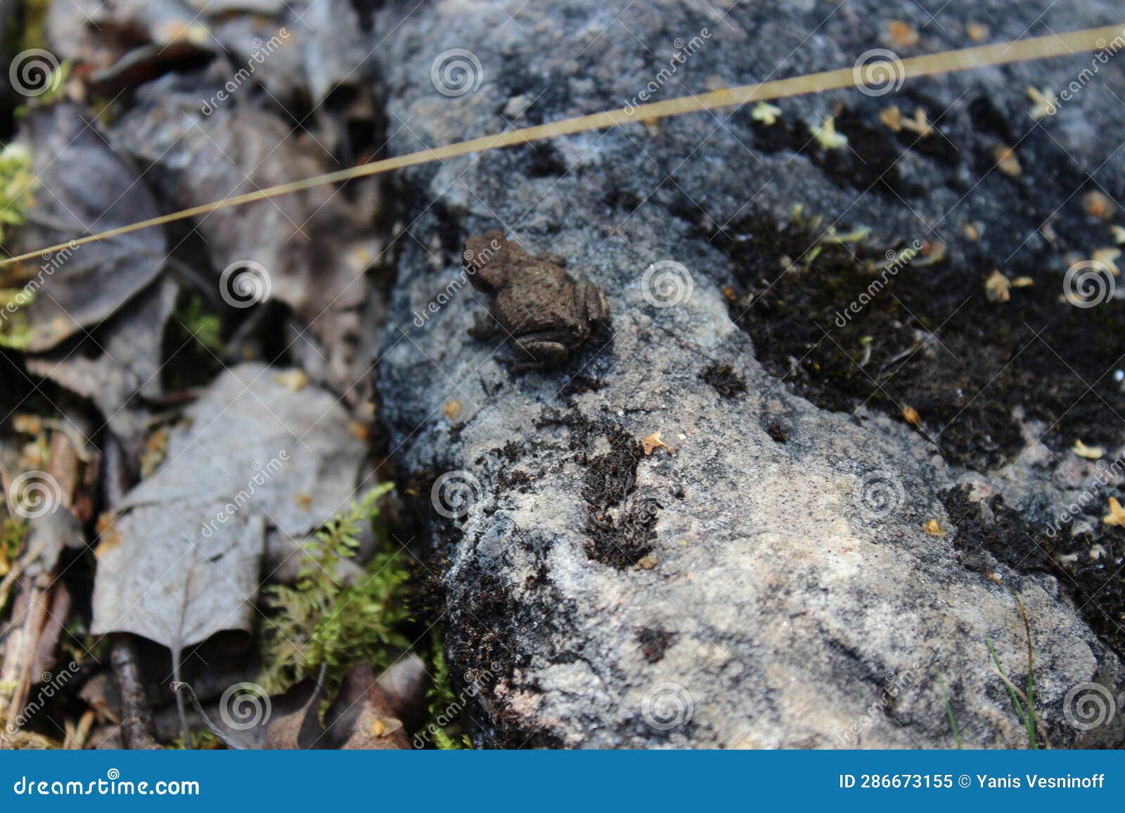Little Toad, in the Forest on a Rock Stock Image - Image of autumn ...