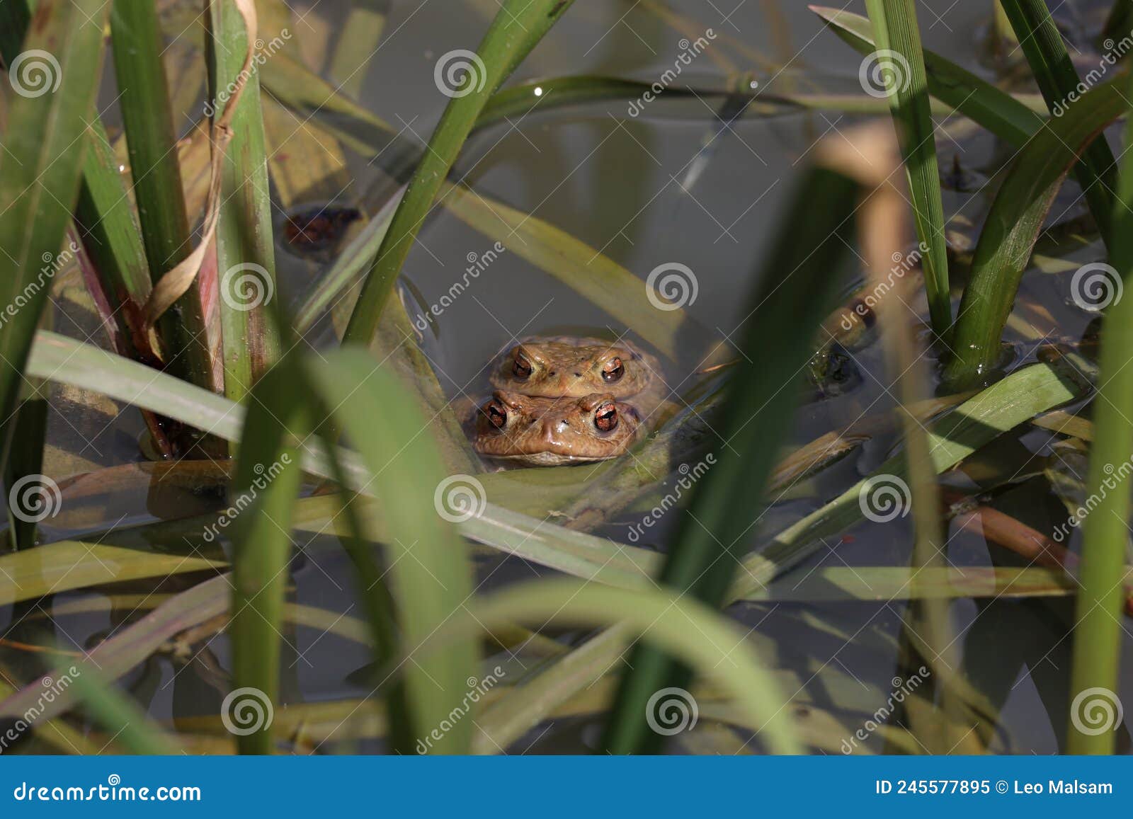 Toads in the Breeding Season in a Pond Stock Image - Image of breeding ...