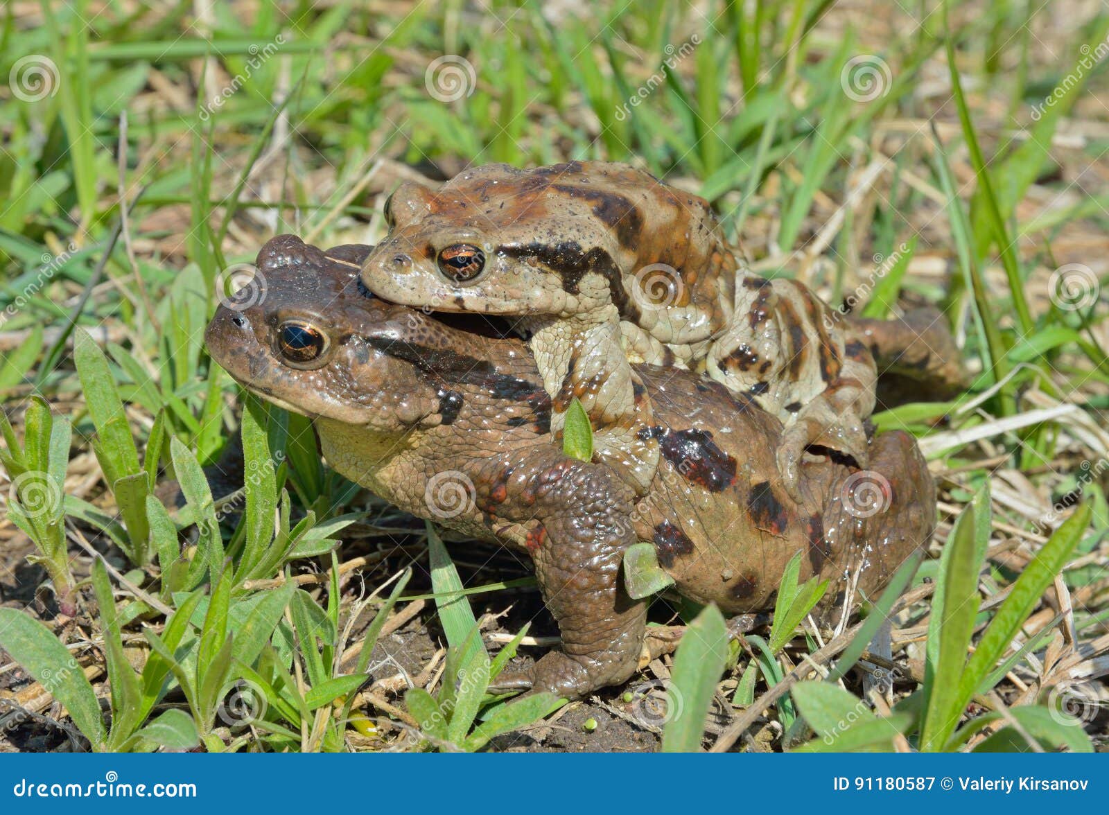 Toads Bufo gargarizans 3 stock image. Image of anura - 91180587