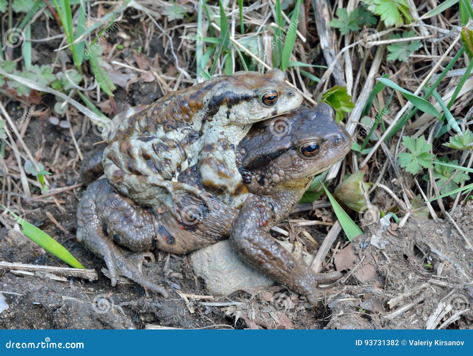 Toads Bufo gargarizans 4 stock photo. Image of grass - 93731382