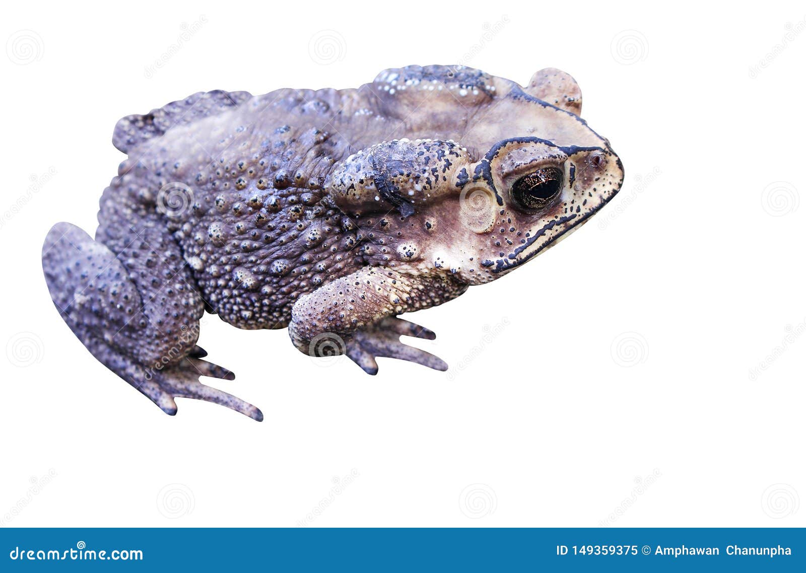 Toads with Bumpy Skin and Sitting on the Floor , Amphibians Isolated on ...