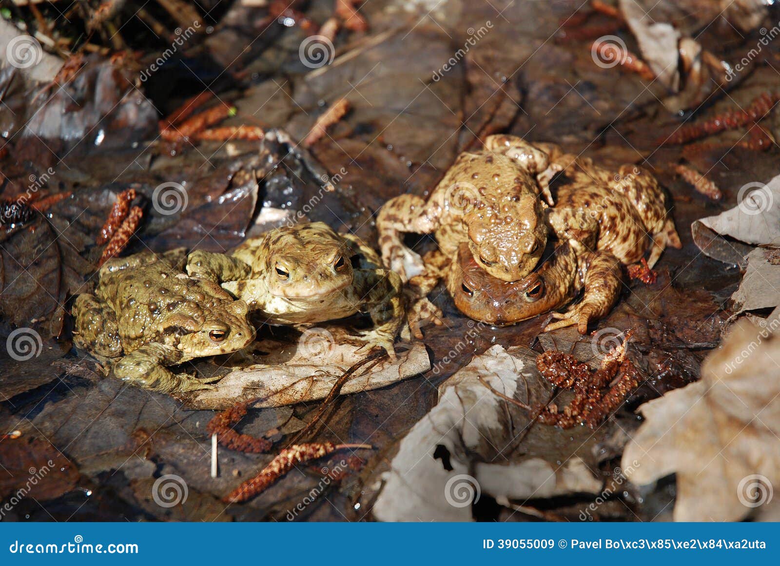 Toads family stock image. Image of leaves, swamp, water - 39055009