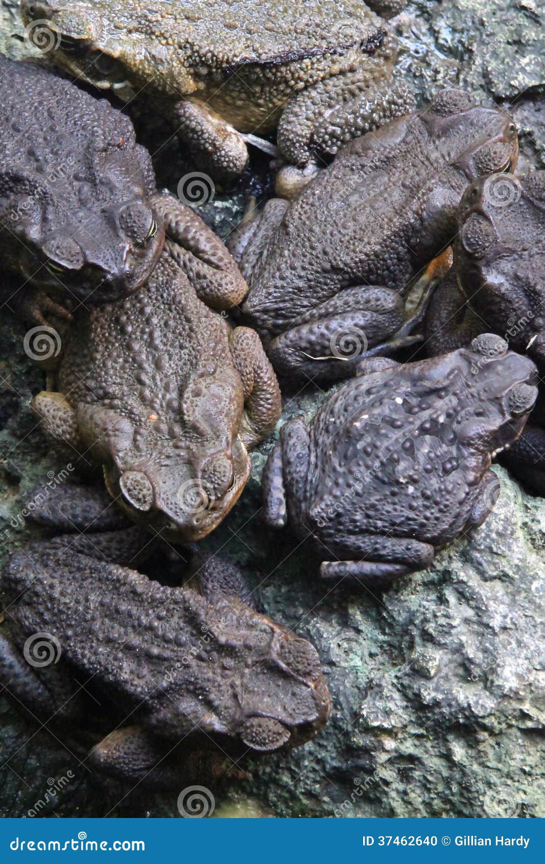 Toads stock photo. Image of reptiles, amphibians, toads - 37462640