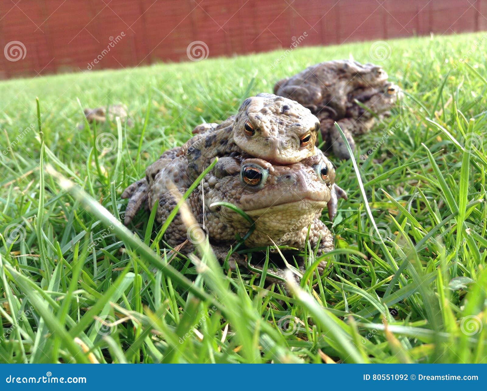 Toads. stock photo. Image of breeding, grass, toads, long - 80551092