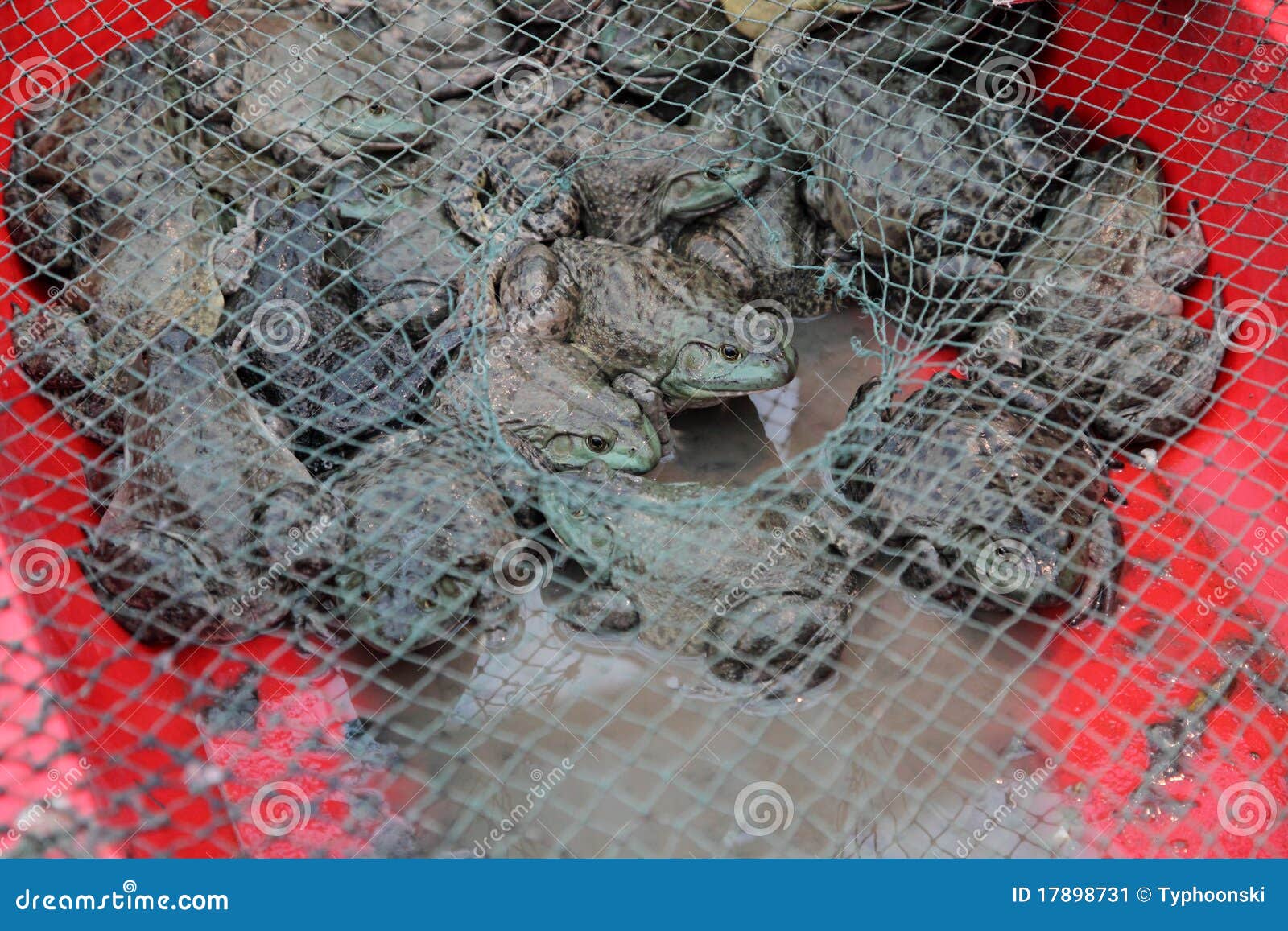 Toads at market stock image. Image of animals, china - 17898731