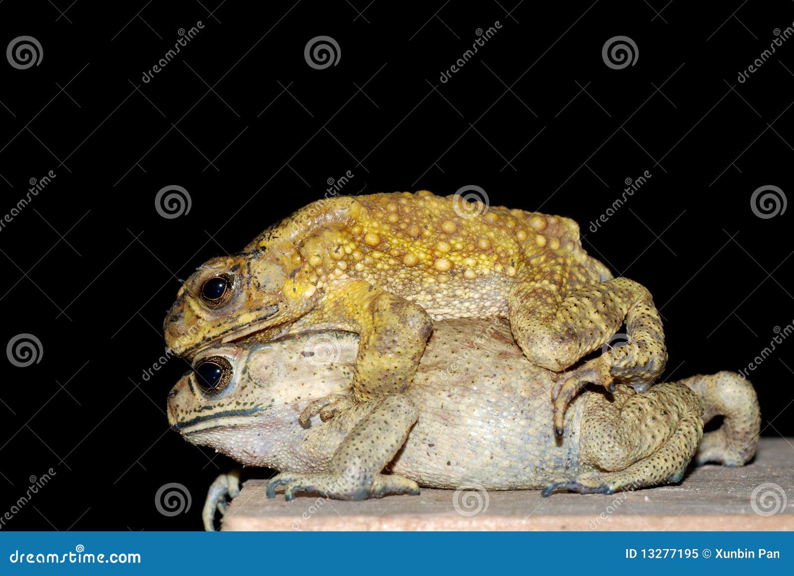Toads mating stock image. Image of macro, frog, cute - 13277195