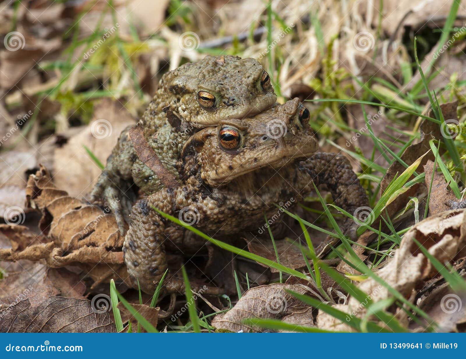 Toads mating stock image. Image of nature, spring, wildlife - 13499641