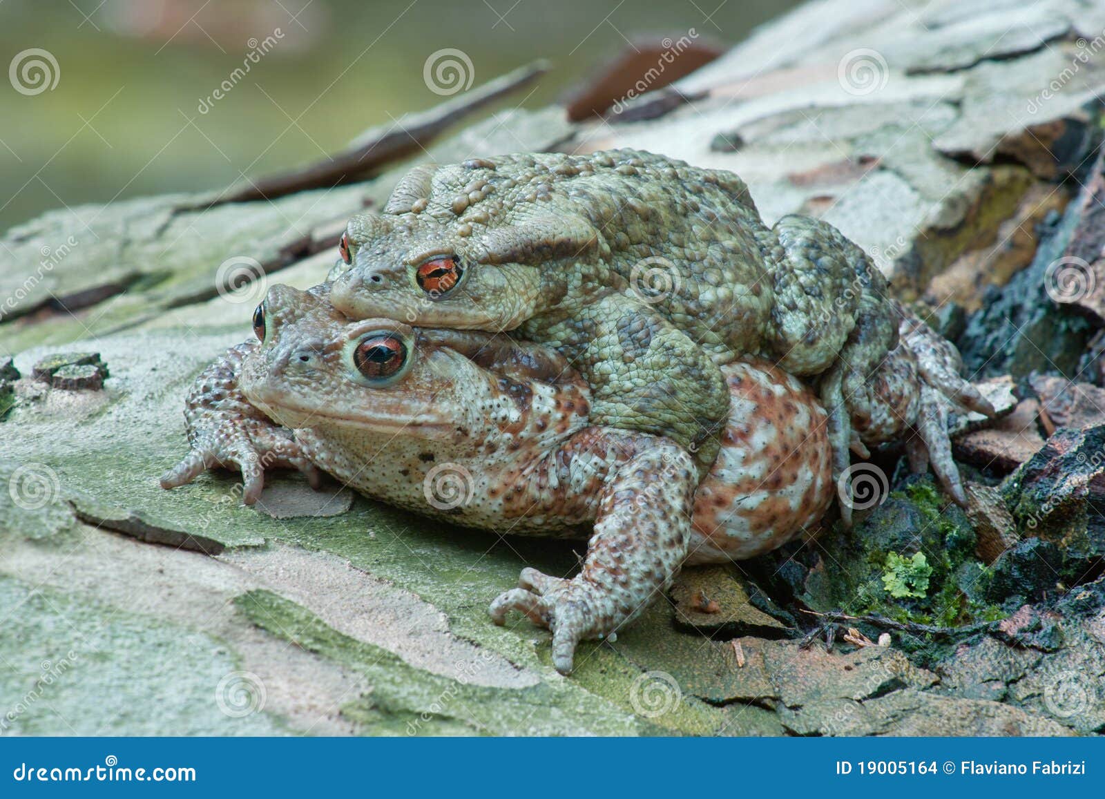 Toads in mating stock photo. Image of toad, spring, family - 19005164