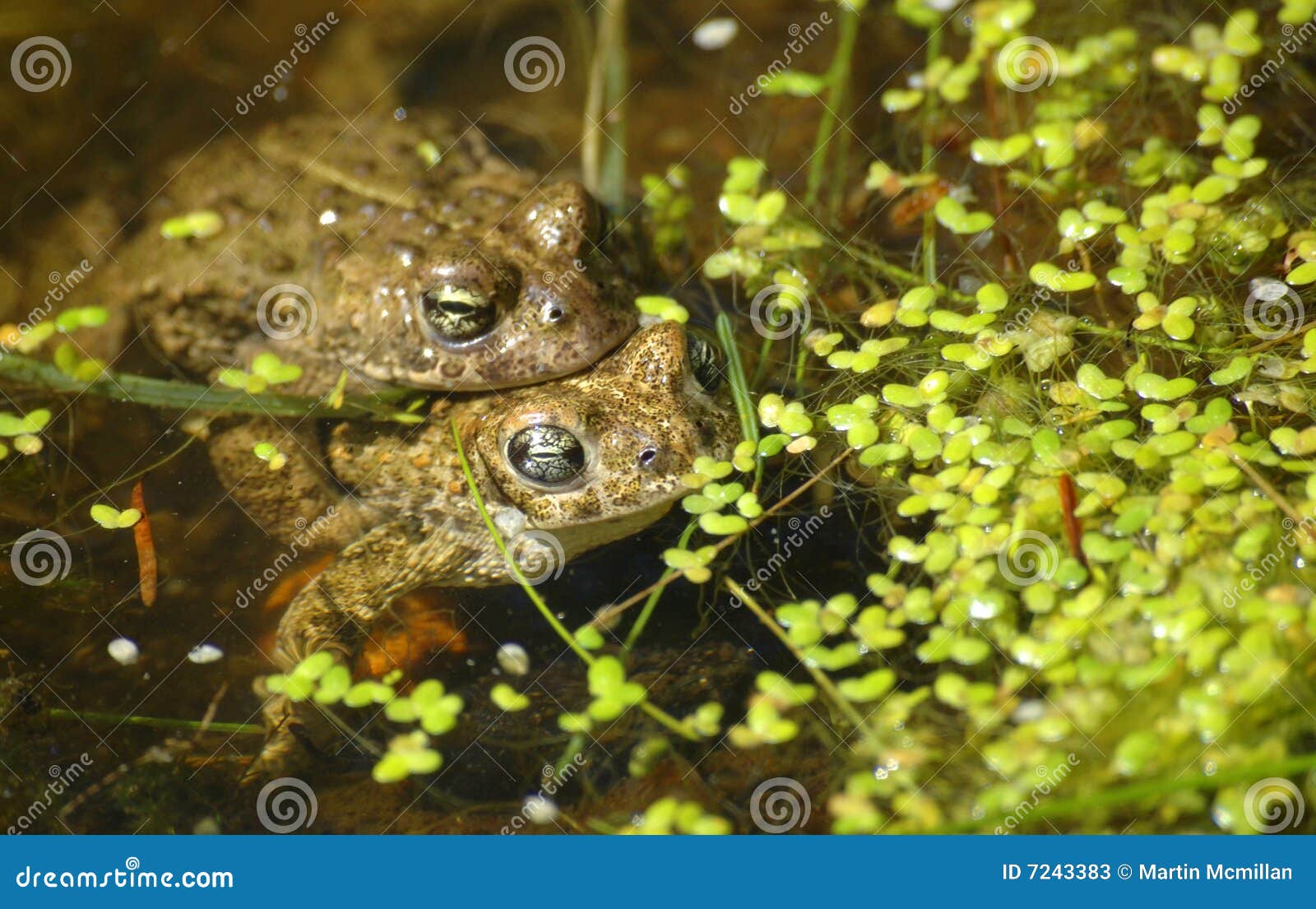 Toads mating stock image. Image of frog, amphibians, ribbit - 7243383
