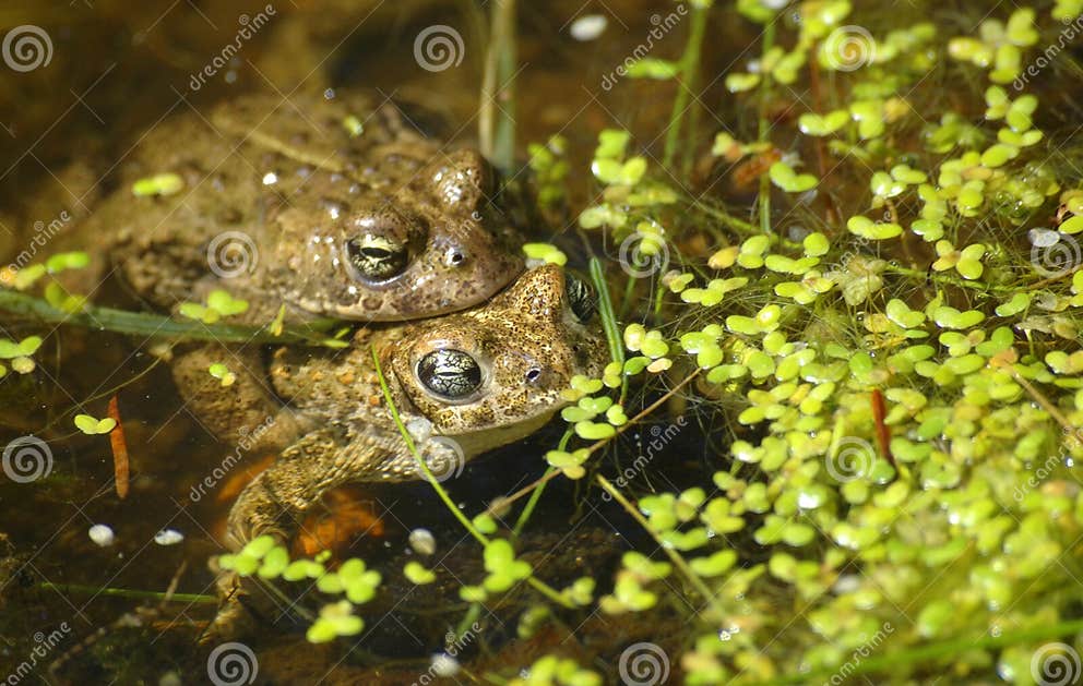 Toads mating stock image. Image of frog, amphibians, ribbit - 7243383