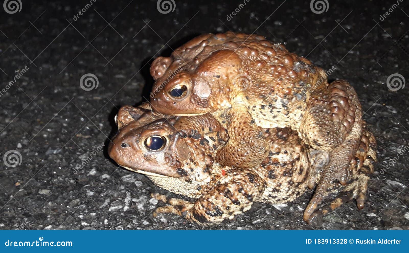 Toads mating on pavement stock photo. Image of frog - 183913328