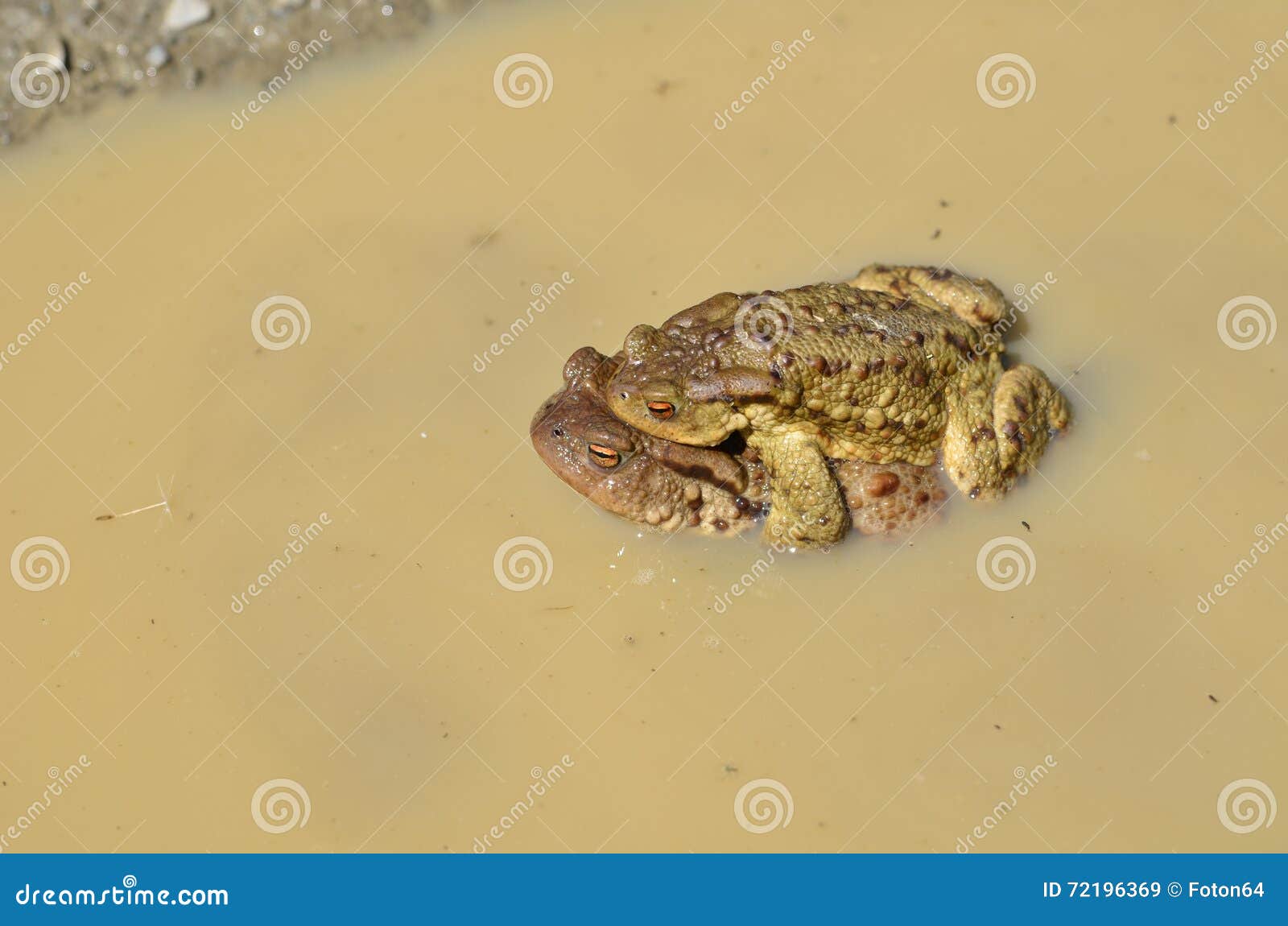 Toads mating stock image. Image of nature, toads, close - 72196369