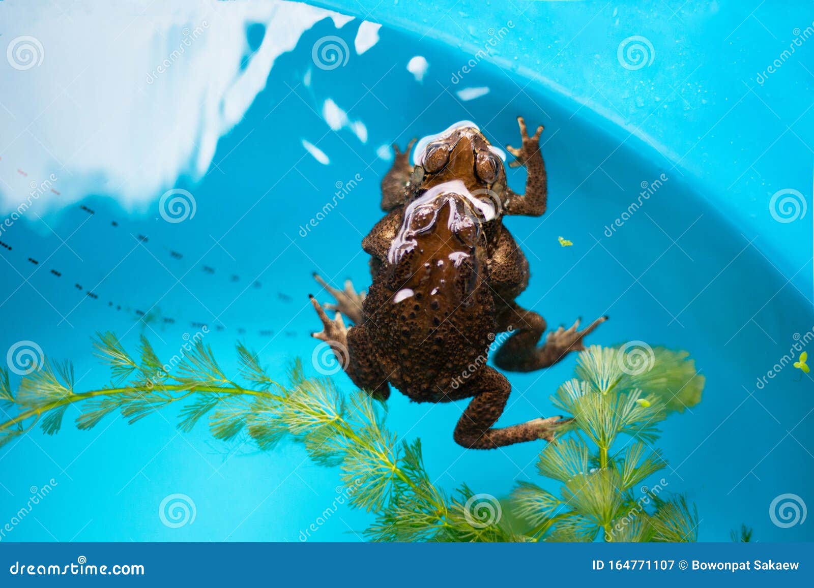 Toads mating in the water stock image. Image of isolated - 164771107