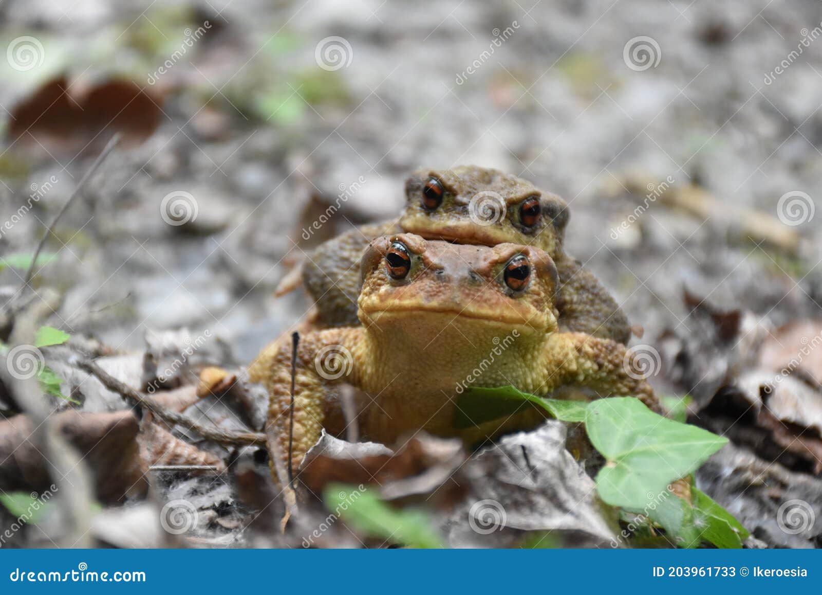 Toads Reproducing on a Path Front View. Stock Image - Image of ...