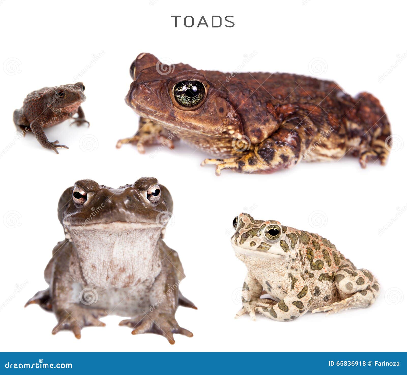 Toads set on white stock photo. Image of toad, brown - 65836918
