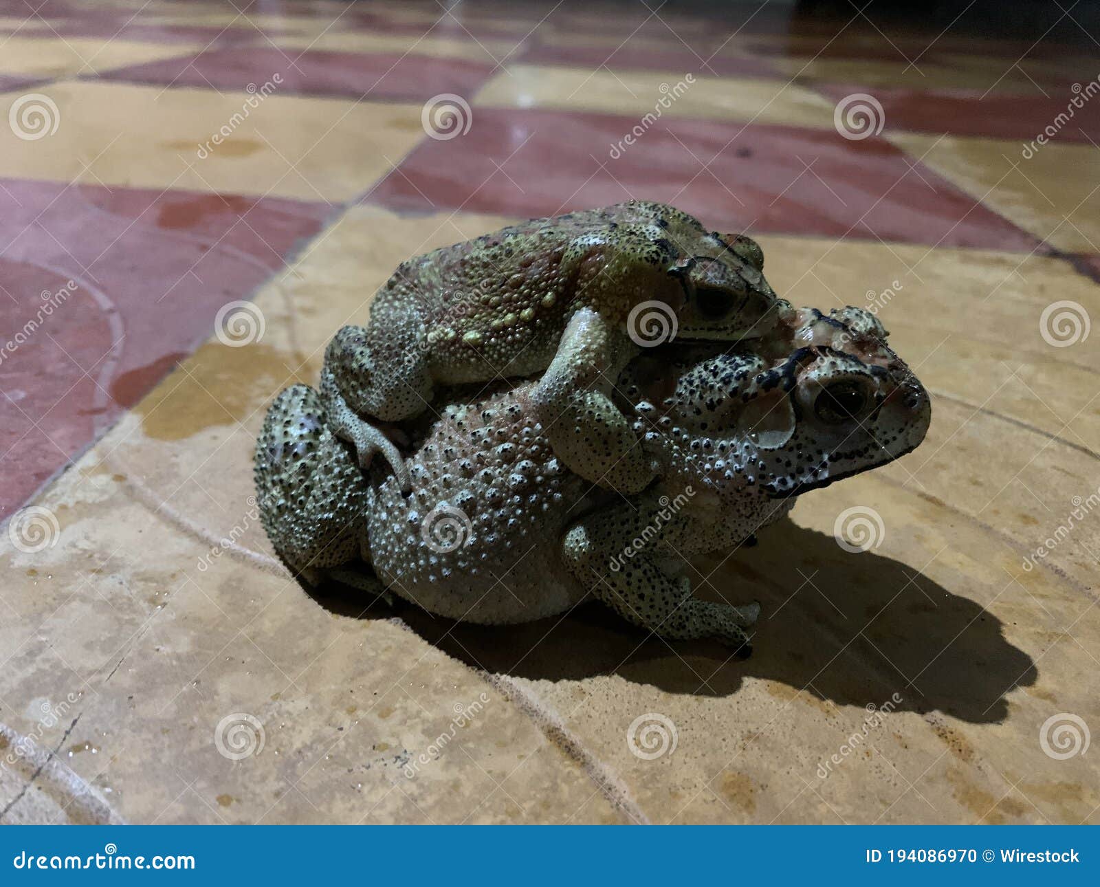 Toads Sitting on Top of Each Other Stock Photo - Image of closeup ...