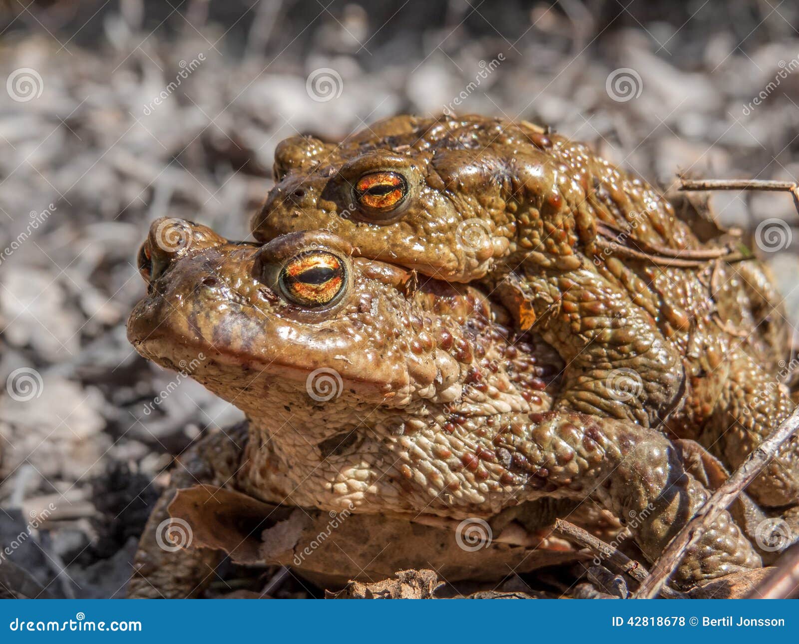 Toads stock photo. Image of paddor, wild, reptile, nice - 42818678