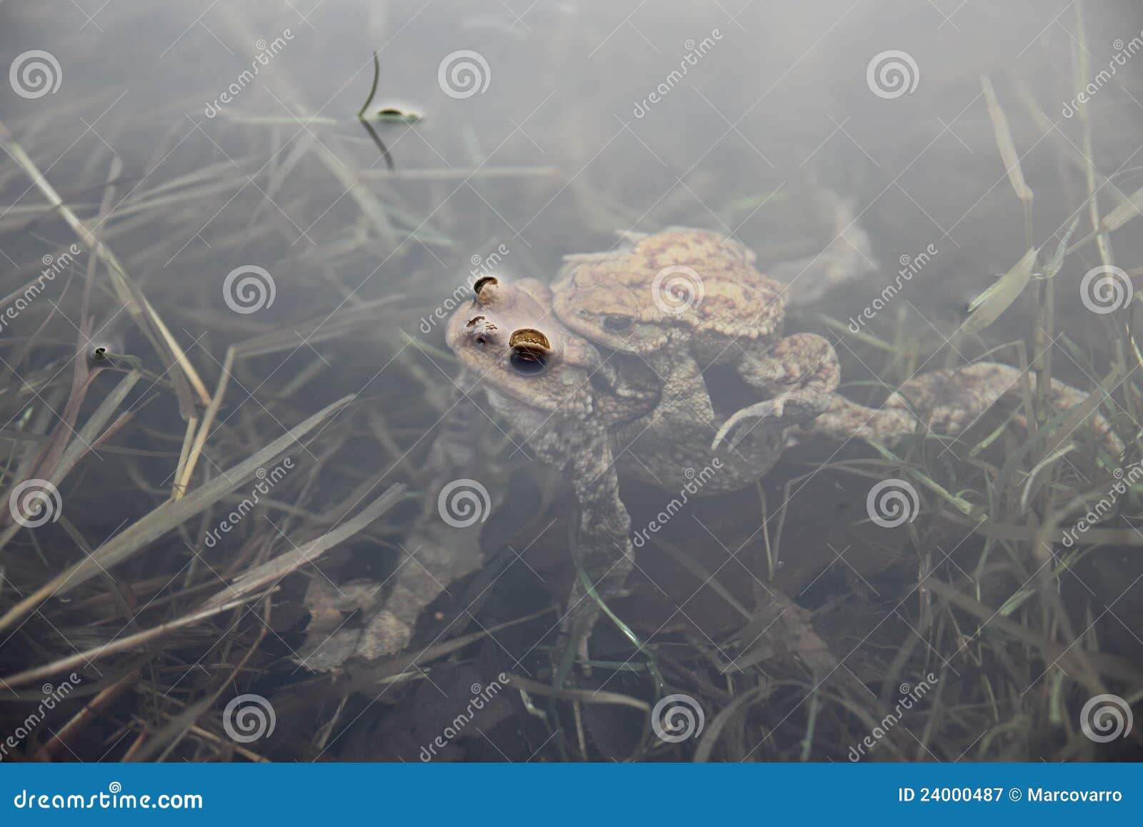 Toads underwater stock image. Image of toad, nature, invasive - 24000487