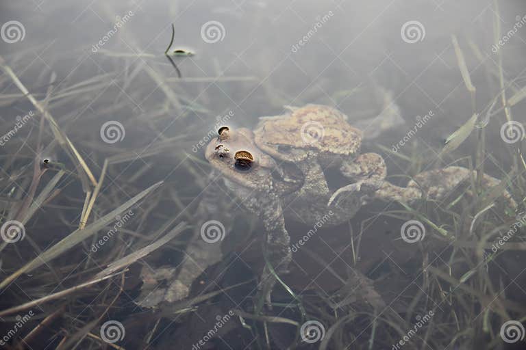 Toads underwater stock image. Image of toad, nature, invasive - 24000487