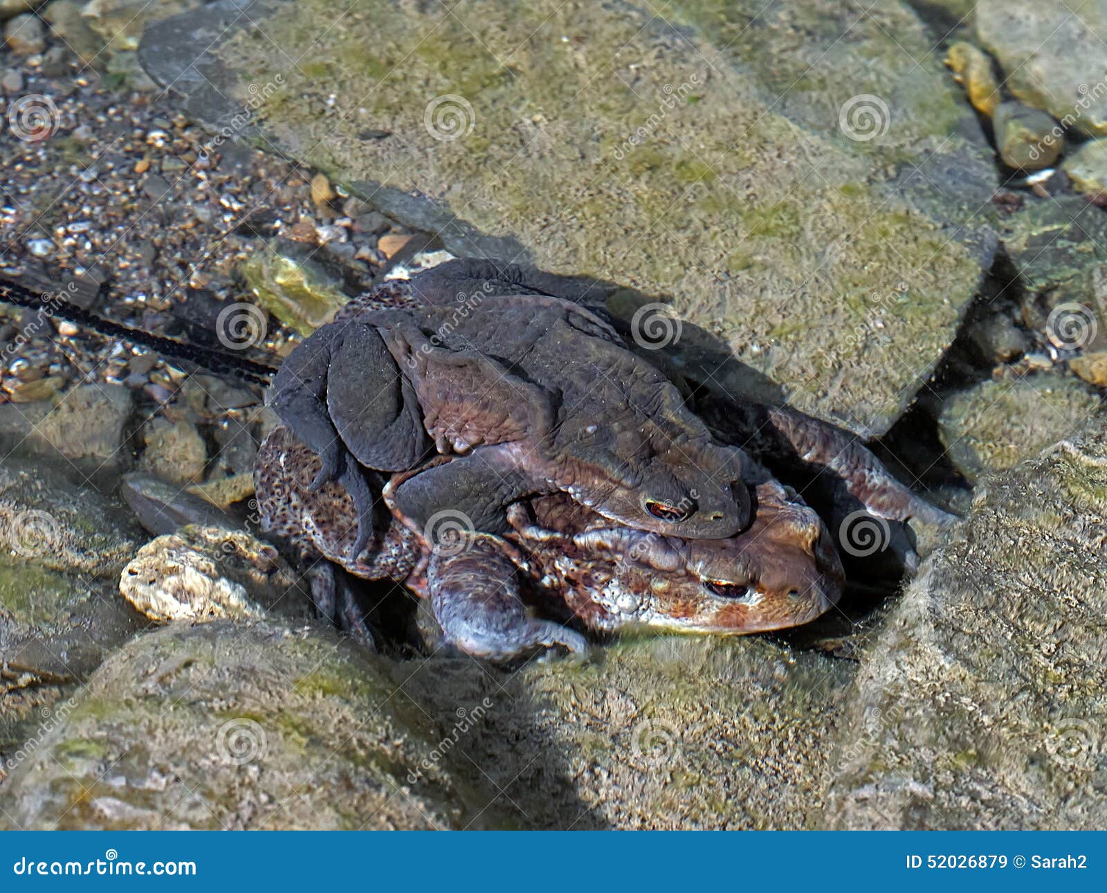 Toads Underwater, Mating in Stream, with Spawn. Bufo Bufo. Stock Image ...