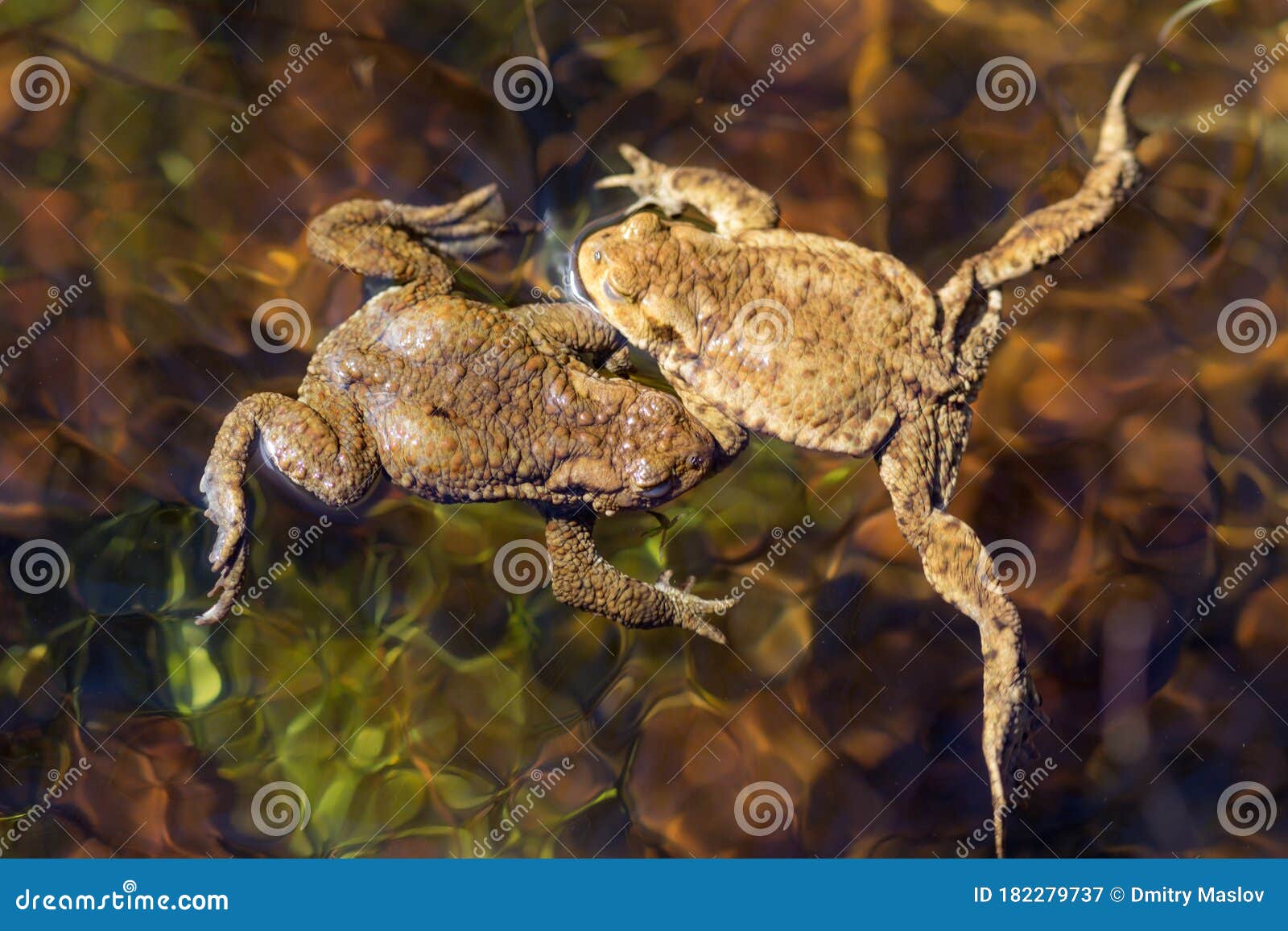 Toads in the water stock image. Image of water, nature - 182279737