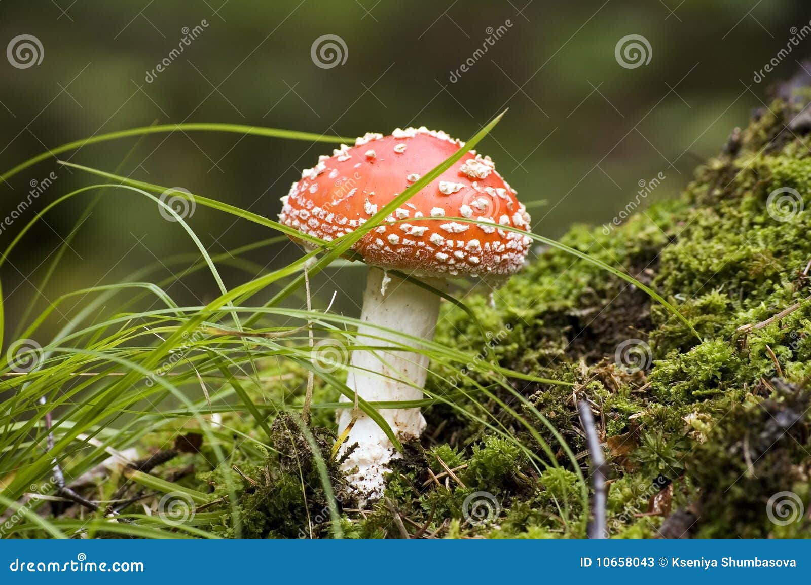 Toadstool stock image. Image of branch, mushroom, nature - 10658043