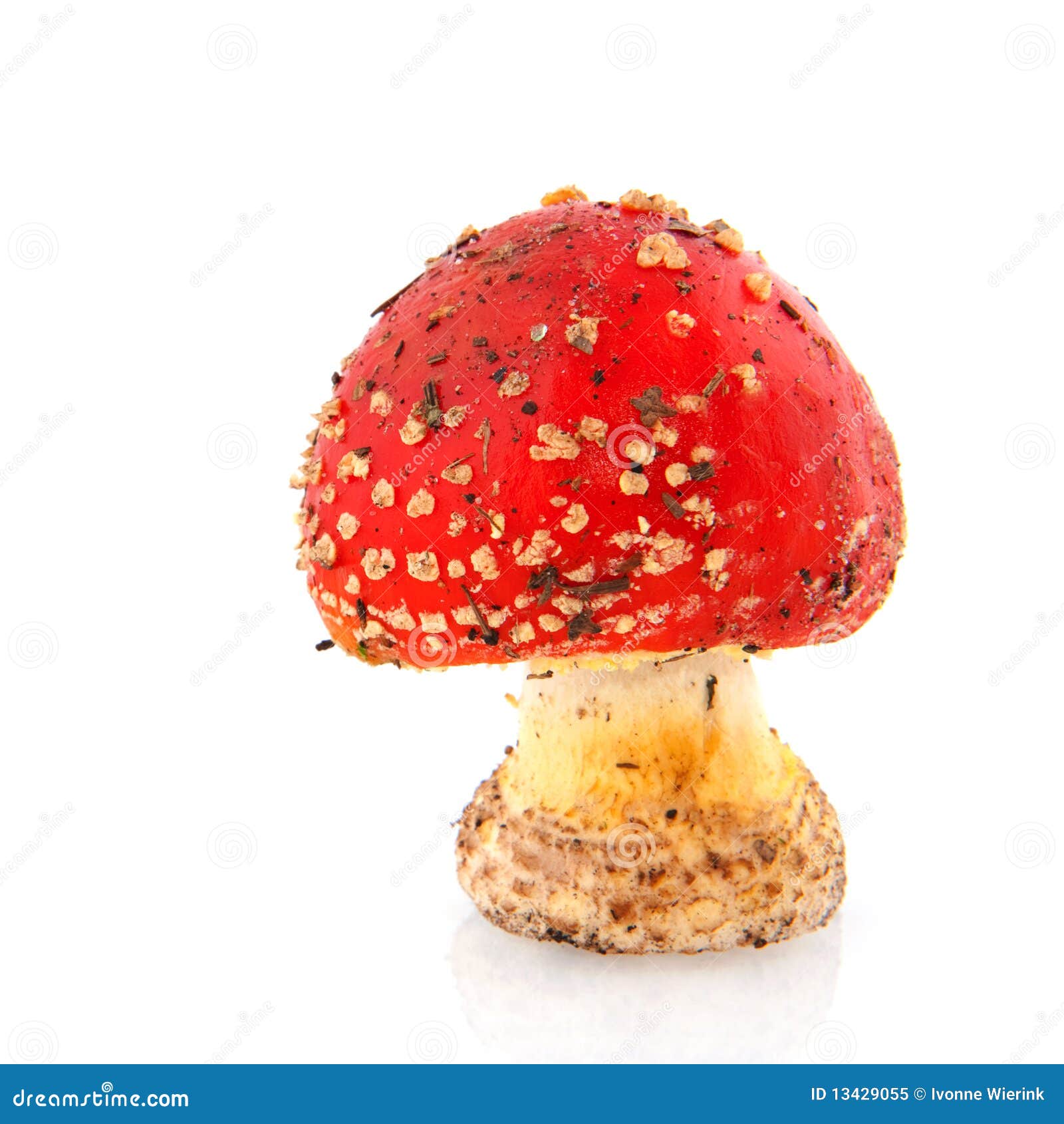 Toadstool stock image. Image of agaric, autumn, dotted - 13429055
