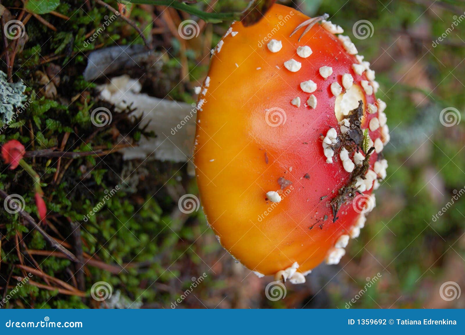 Toadstool stock photo. Image of fungus, grass, herbs, flora - 1359692