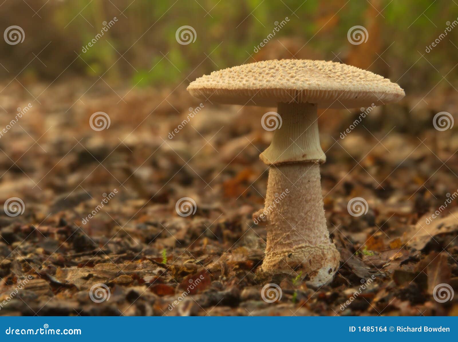 Toadstool stock photo. Image of shiitake, fungus, agaricus - 1485164