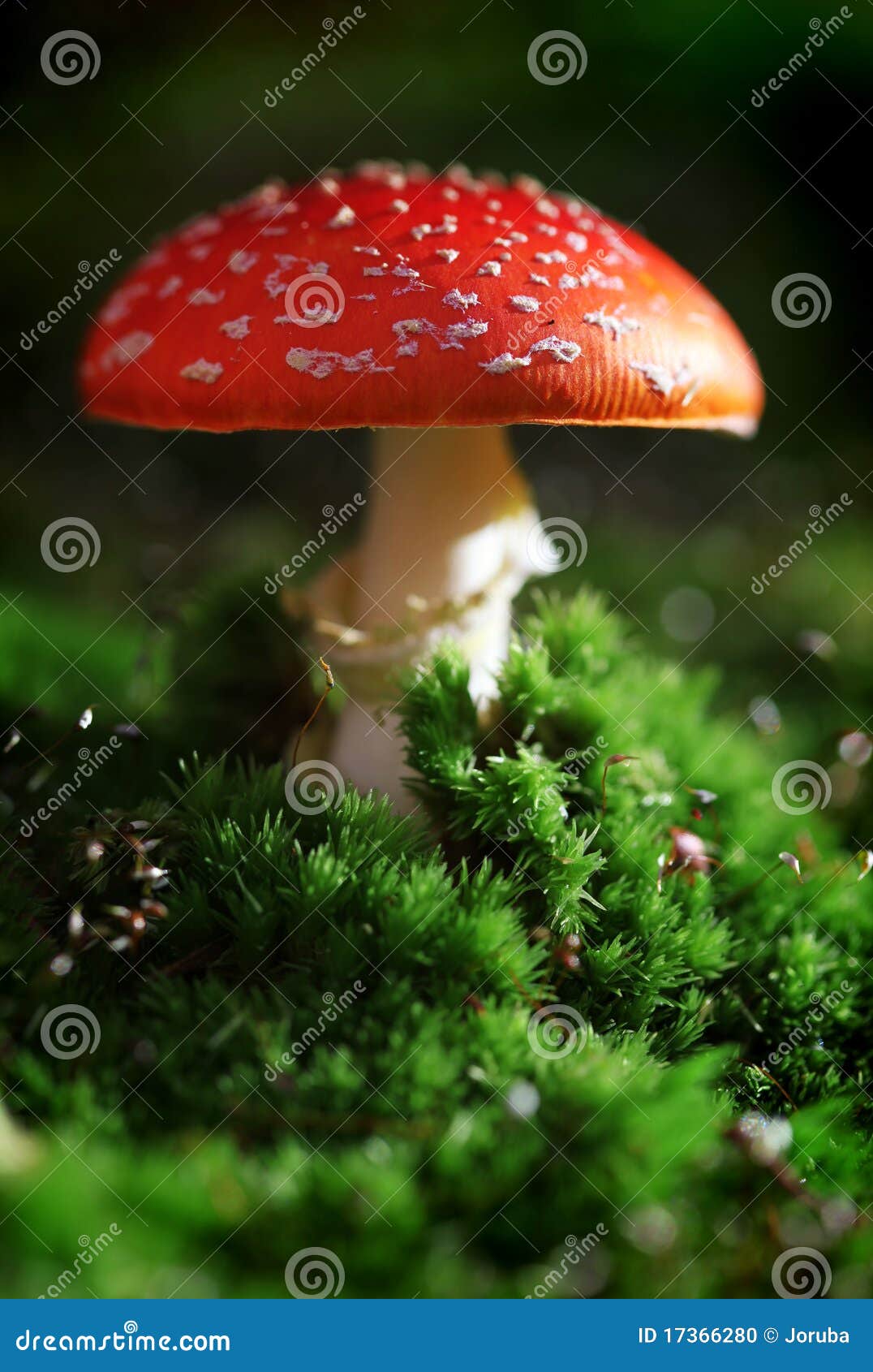 Toadstool stock photo. Image of natural, amanita, color - 17366280