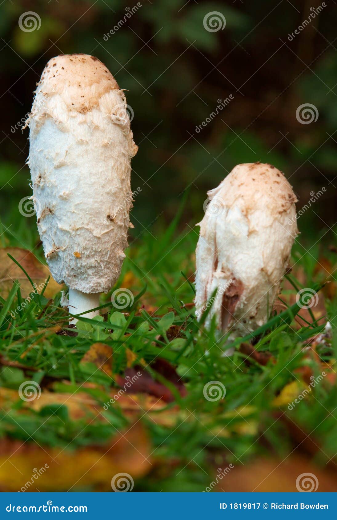 Toadstool stock image. Image of nature, shaggy, toadstool - 1819817