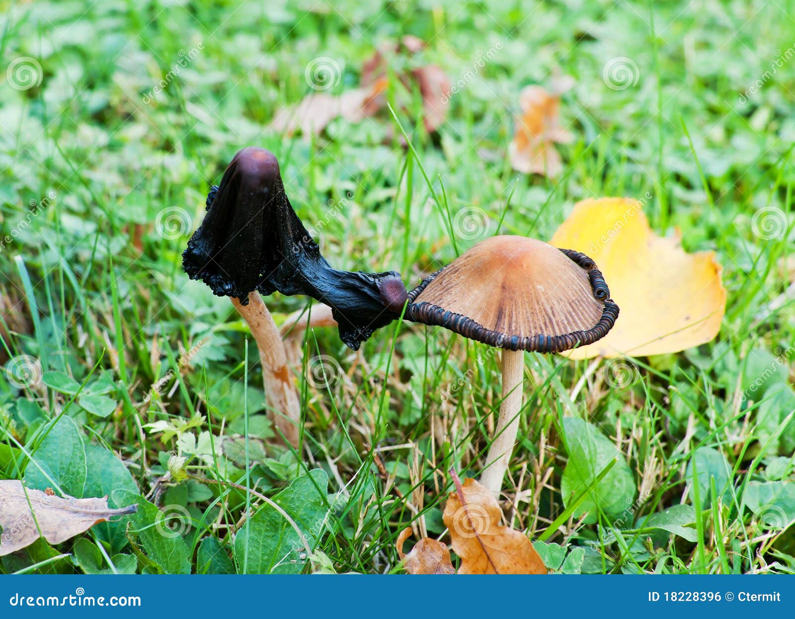 Toadstool stock photo. Image of mushroom, fairy, twig - 18228396