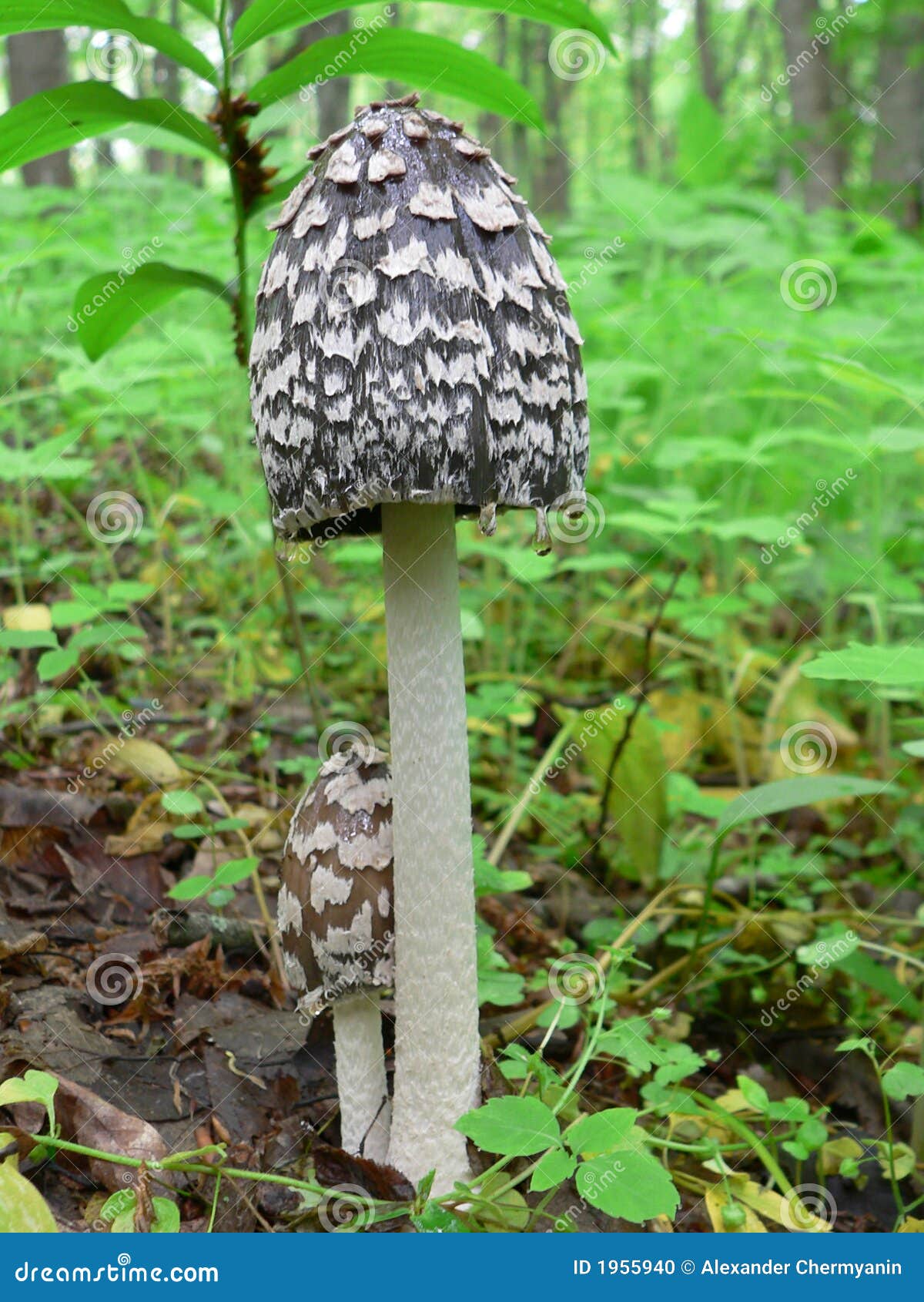 Toadstool Stock Photo - Image: 1955940