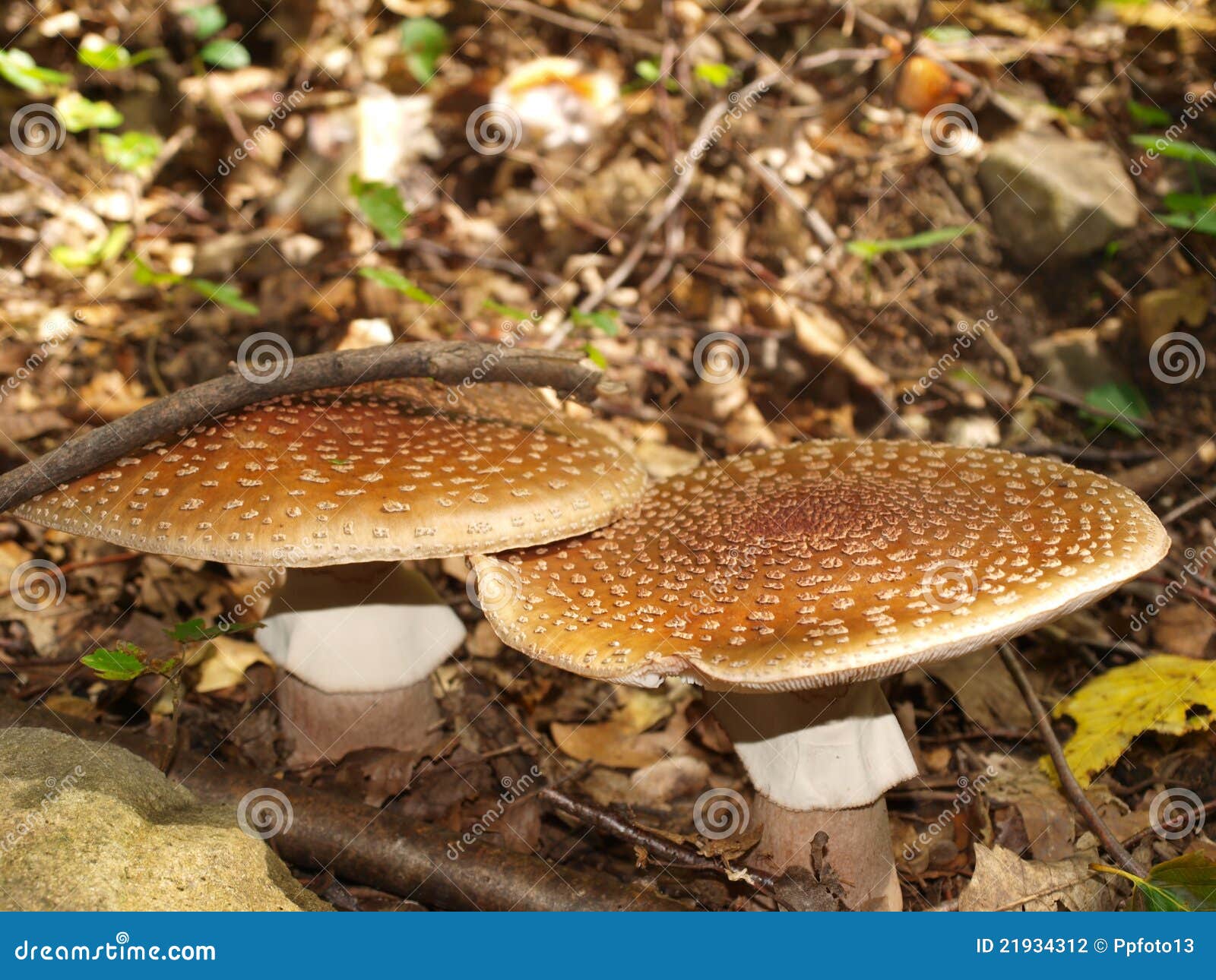Toadstool stock photo. Image of seasonal, season, inedible - 21934312