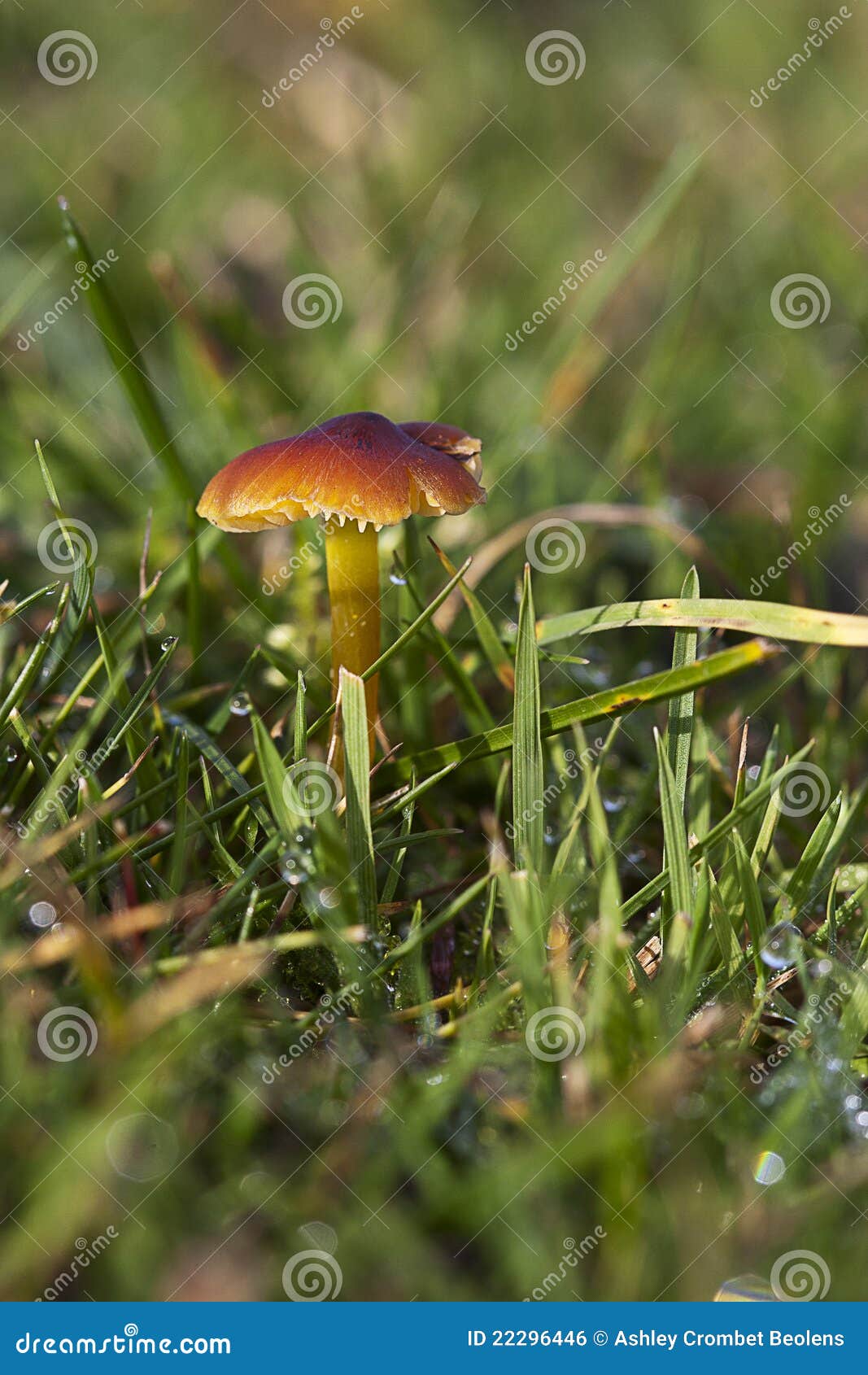 Toadstool stock photo. Image of live, fungus, plant, todstool - 22296446