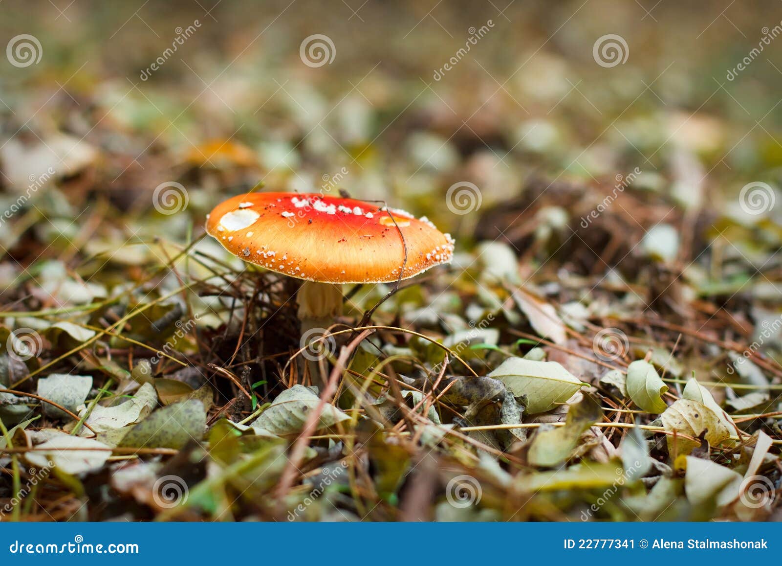 Toadstool stock image. Image of fungi, wild, autumn, mushroom - 22777341