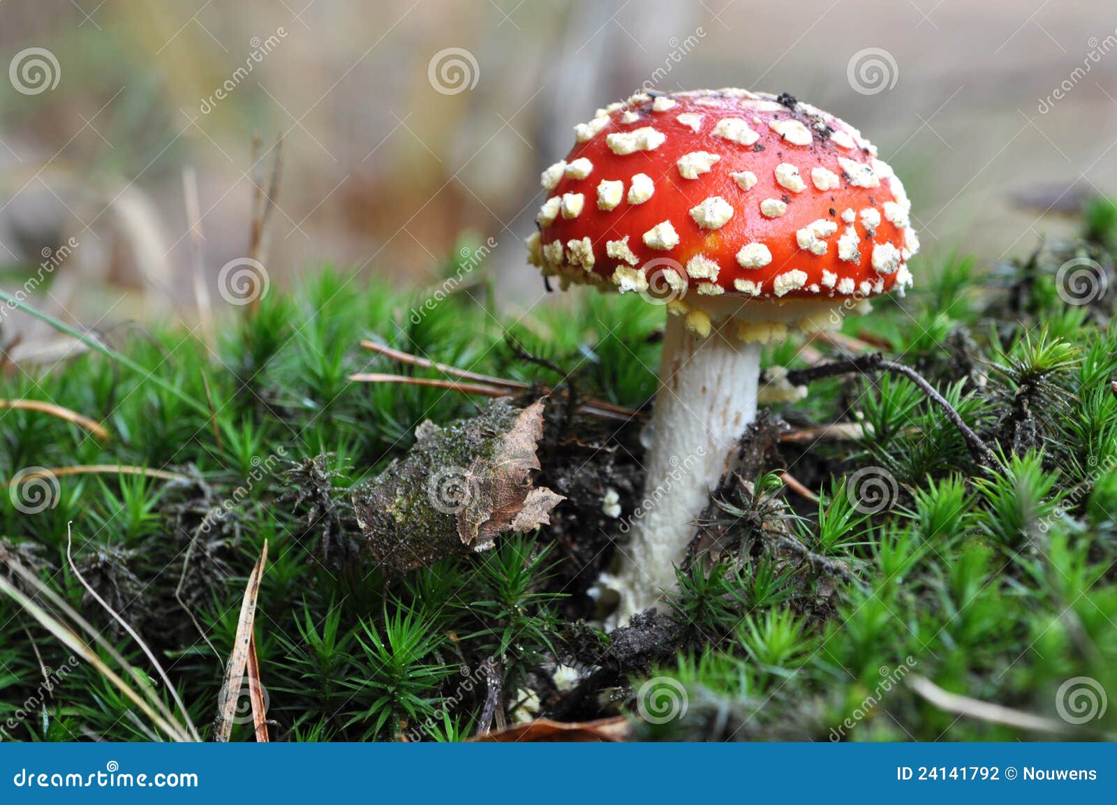 Toadstool stock photo. Image of amanita, grow, medicine - 24141792