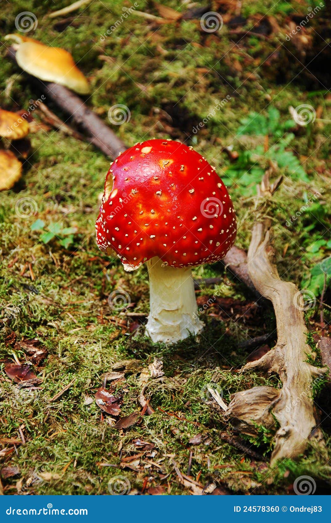 Toadstool stock photo. Image of magic, fungi, macro, medicine - 24578360