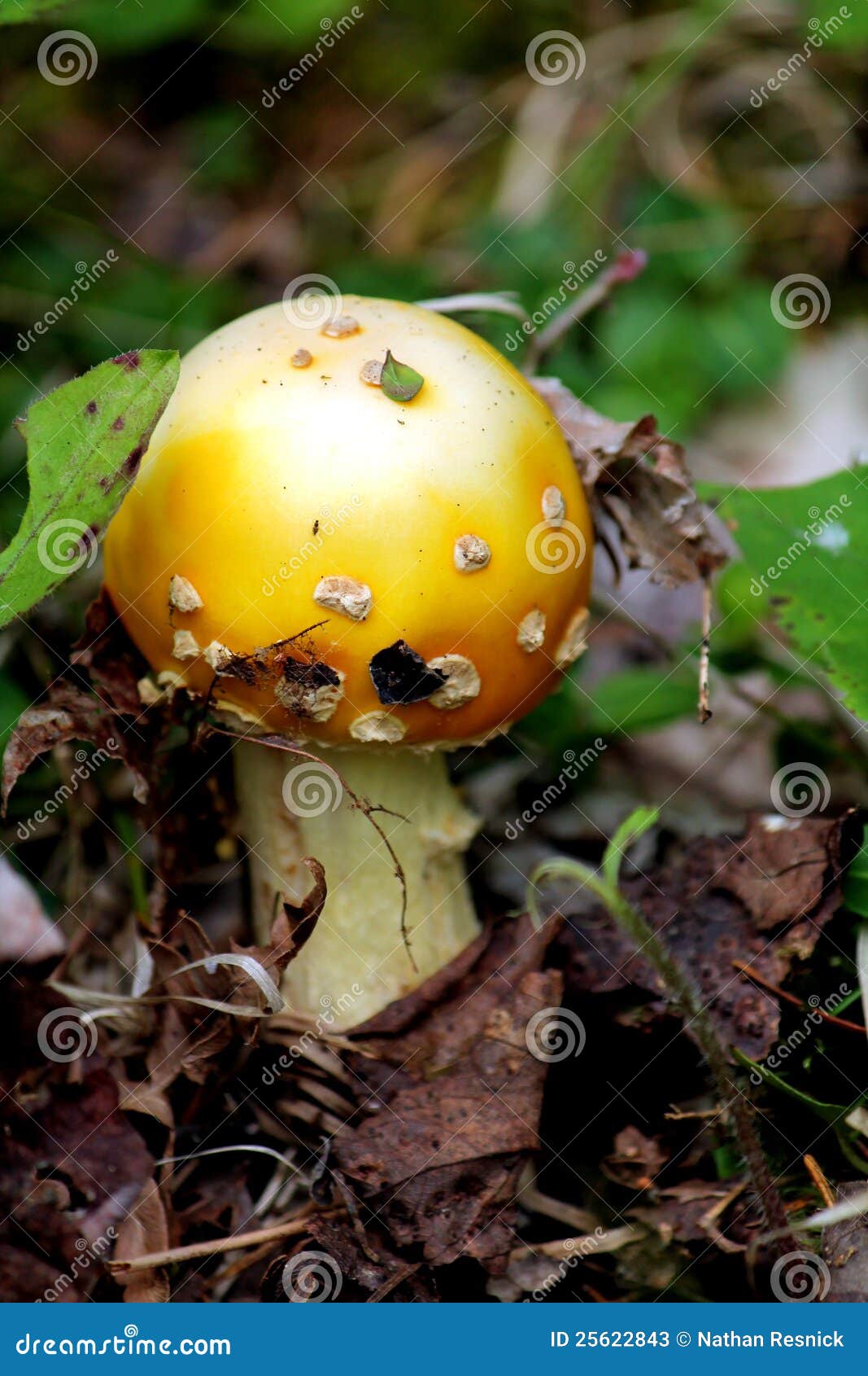 Toadstool image stock. Image du accroissement, nature - 25622843