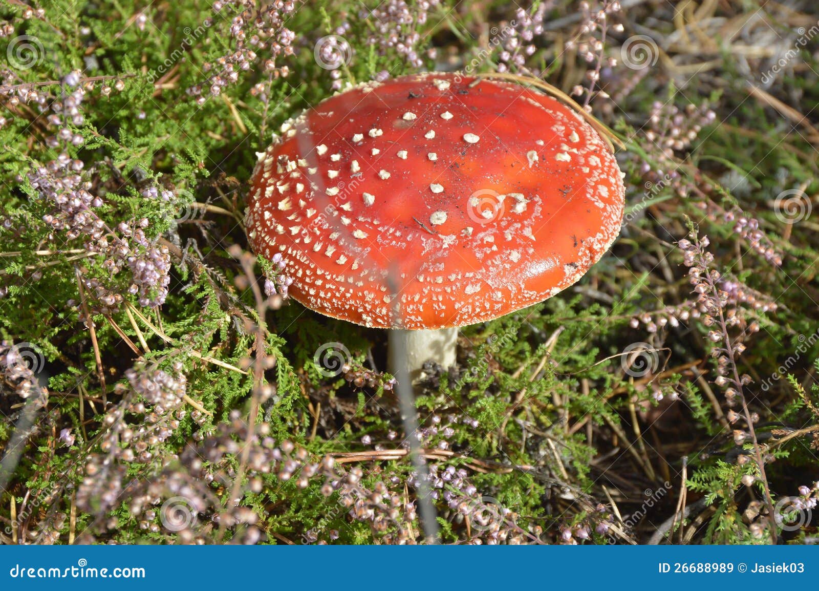 Toadstool stock image. Image of macro, poison, dangerous - 26688989