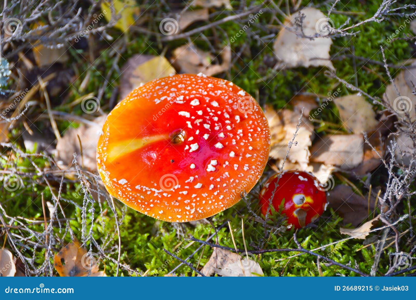 Toadstool stock image. Image of color, danger, dangerous - 26689215