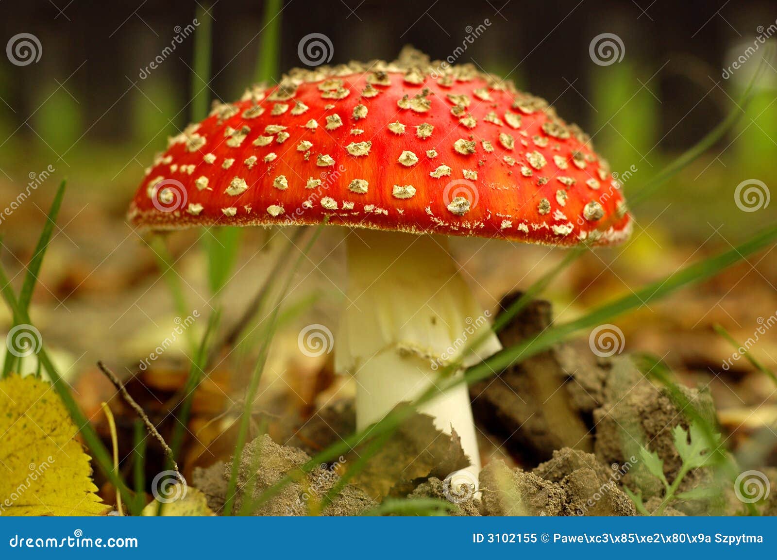 Toadstool stock image. Image of green, daytime, pain, park - 3102155
