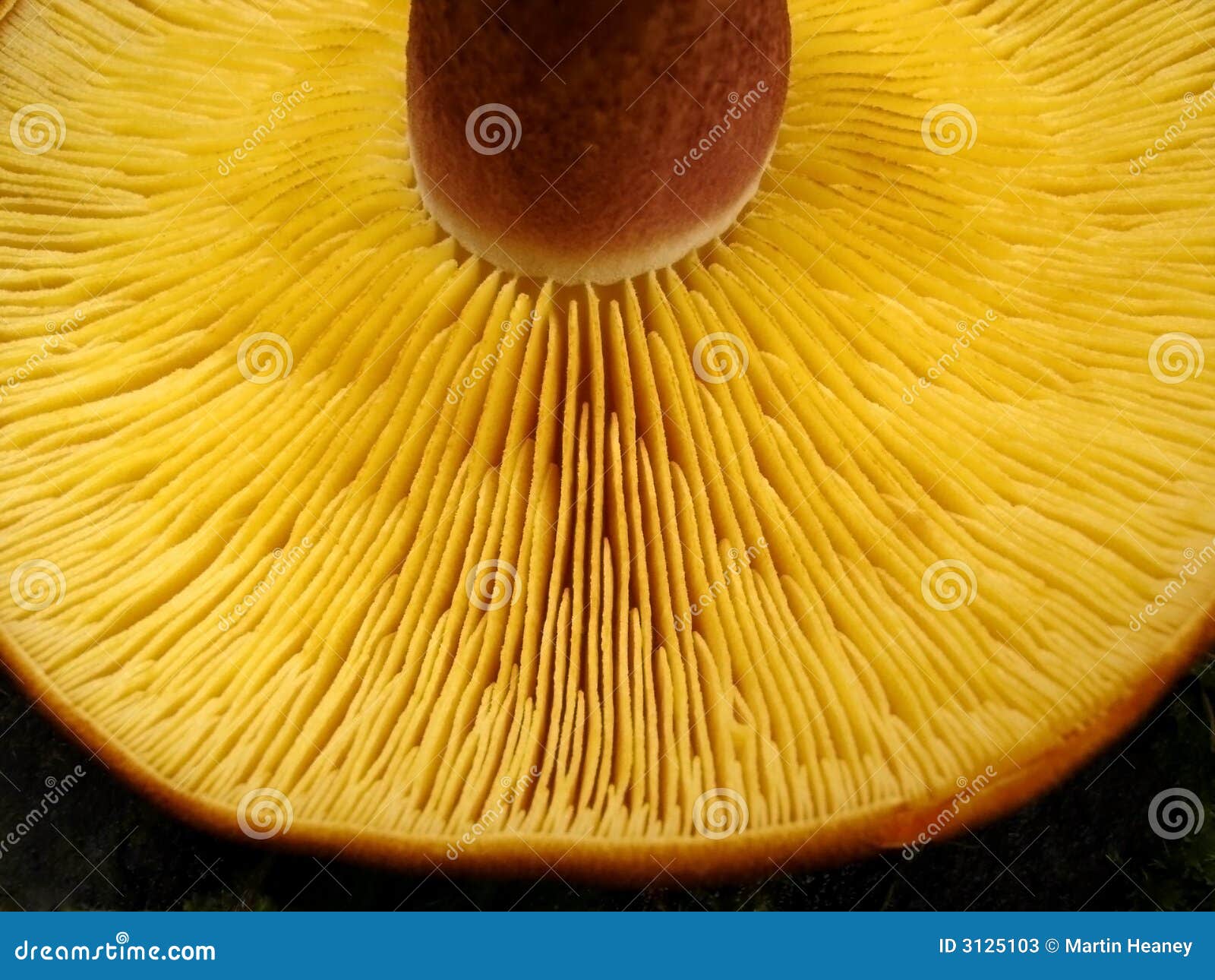Toadstool stock image. Image of herb, toadstool, food - 3125103