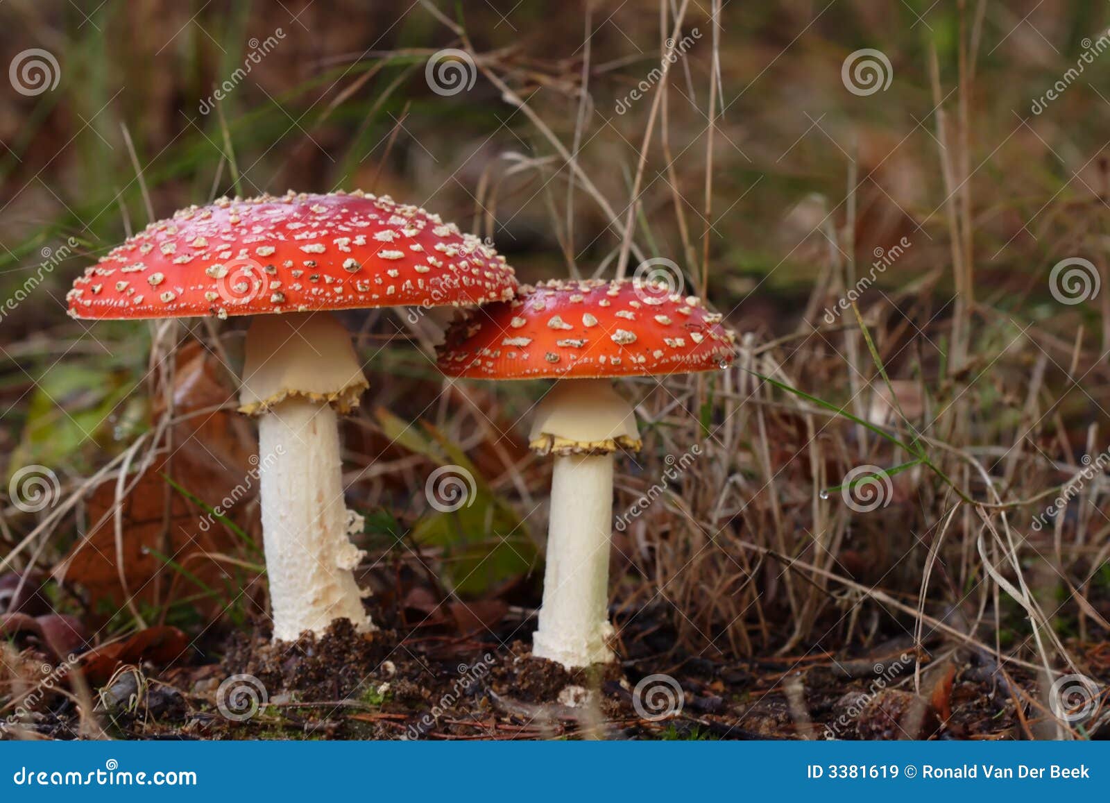 Toadstool stock image. Image of white, group, stem, toadstool - 3381619