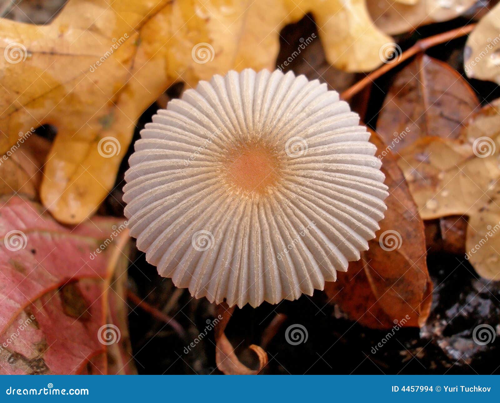 Toadstool stock photo. Image of leafs, boletus, mushroom - 4457994