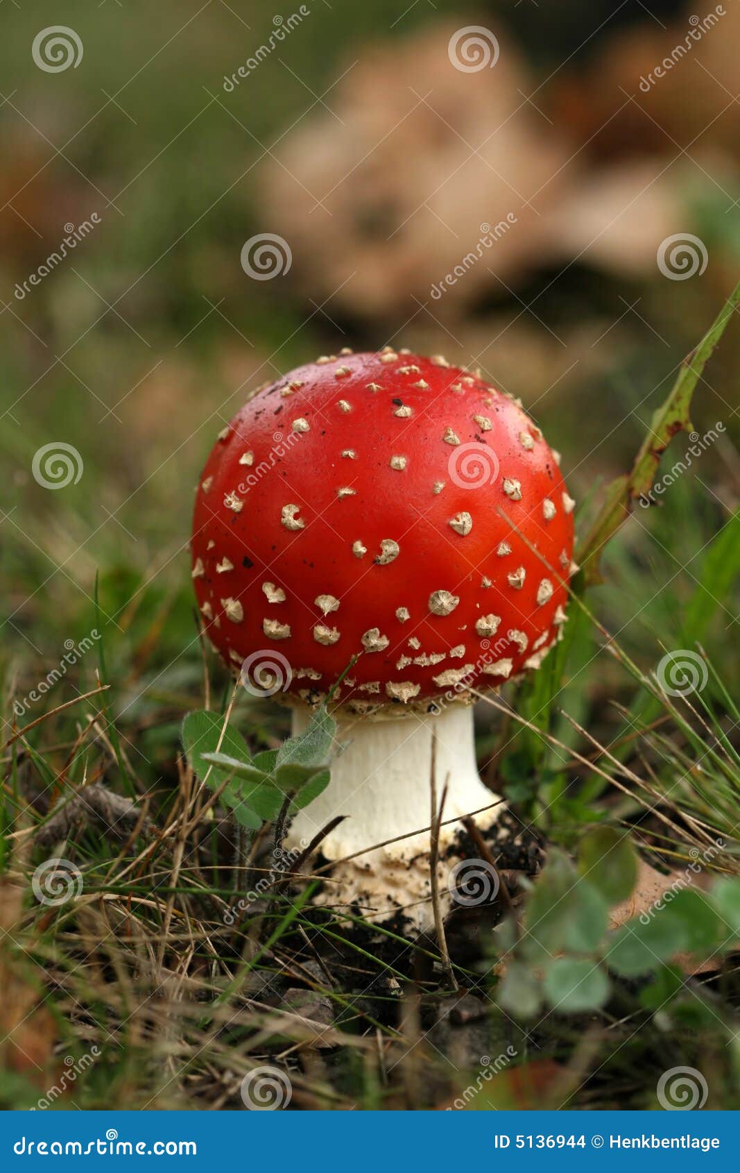 Toadstool stock photo. Image of leaf, fall, spot, autumn - 5136944