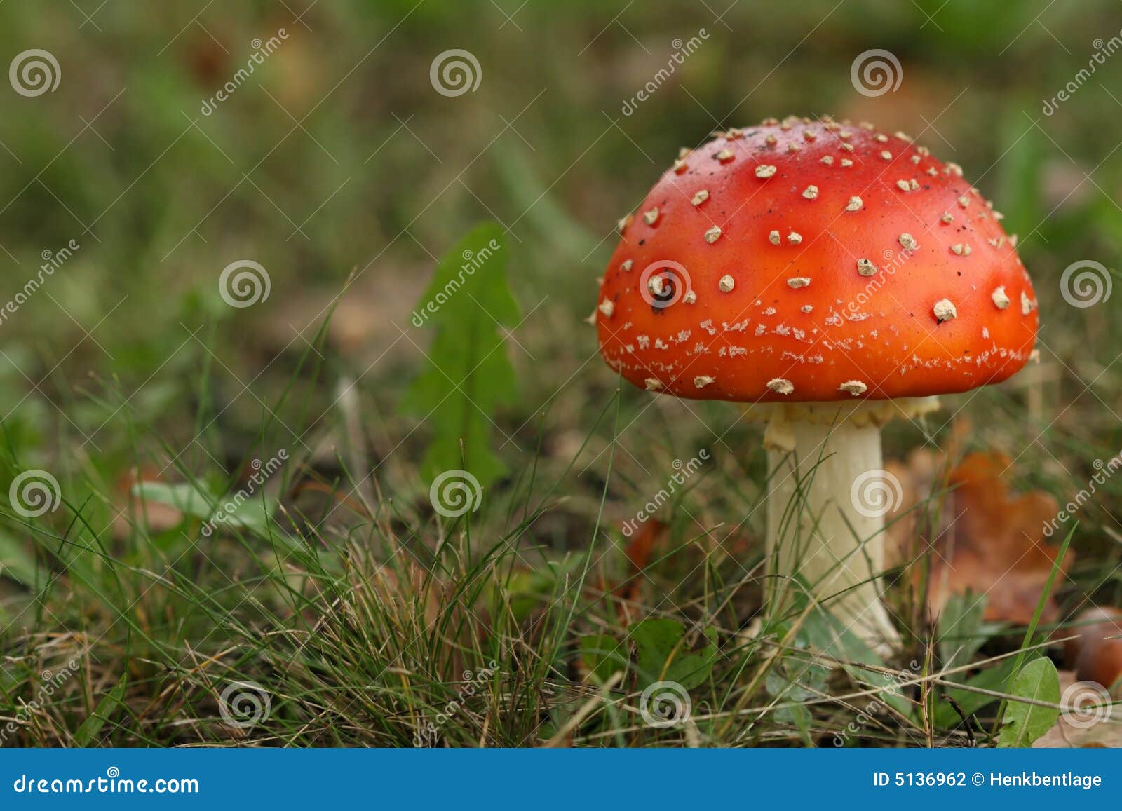 Toadstool stock photo. Image of grass, leaf, green, white - 5136962